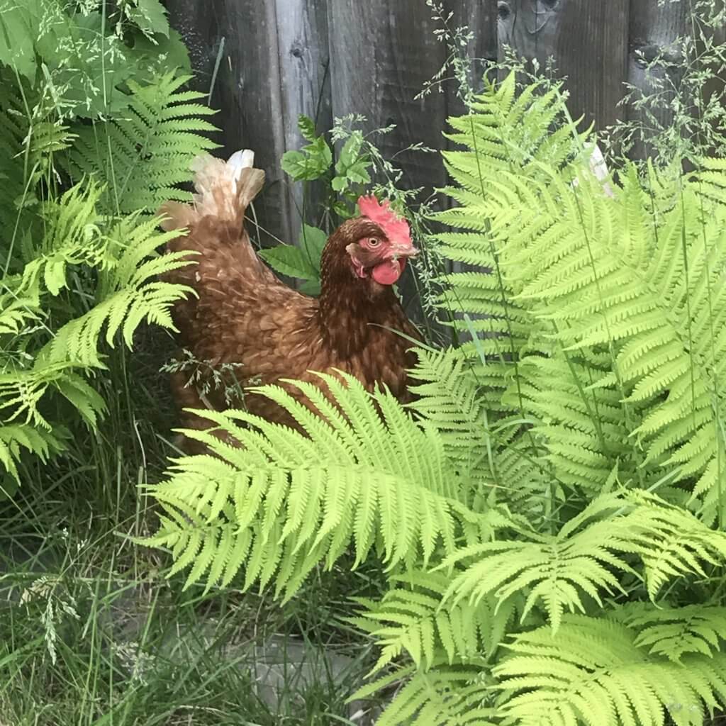 Chickens and the City: The Pros & Cons of Raising Backyard Hens - This ...